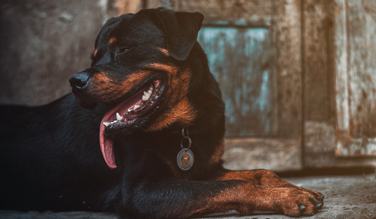 Σοκ στη Θεσσαλονίκη: Οδηγός χρησιμοποίησε Ροτβάιλερ για να φοβίσει ...