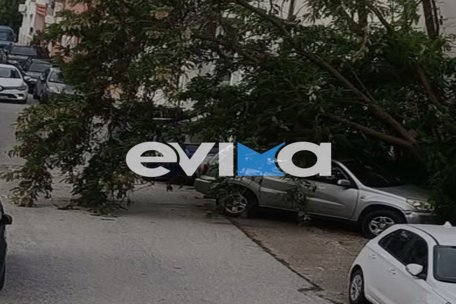 Τεράστιο δέντρο έπεσε πάνω σε αμάξι στην Εύβοια (εικόνες) - Lawandorder.gr