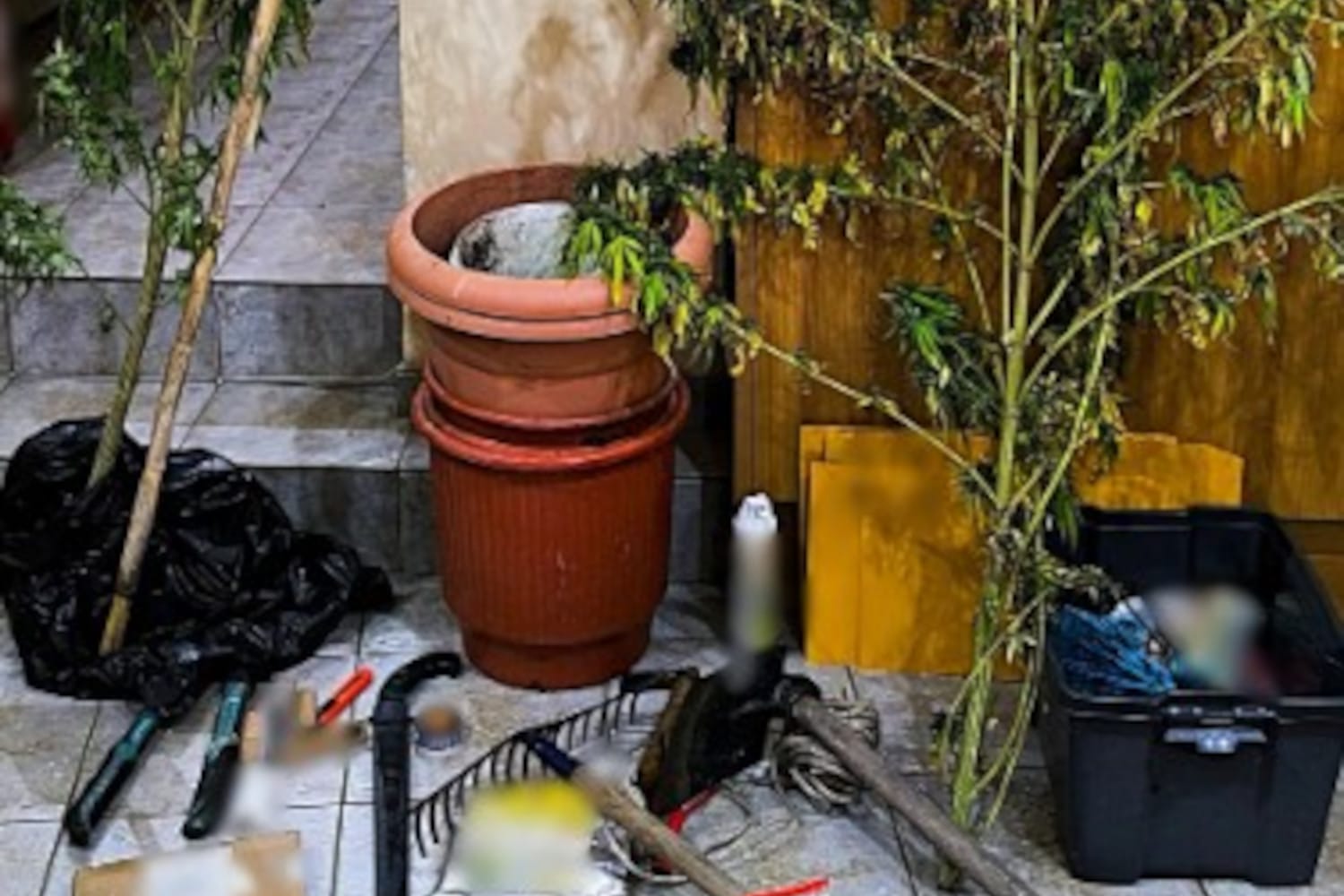 Εύβοια: Στα χέρια της ΕΛ.ΑΣ. άνδρας που έκρυβε κάνναβη σε ...